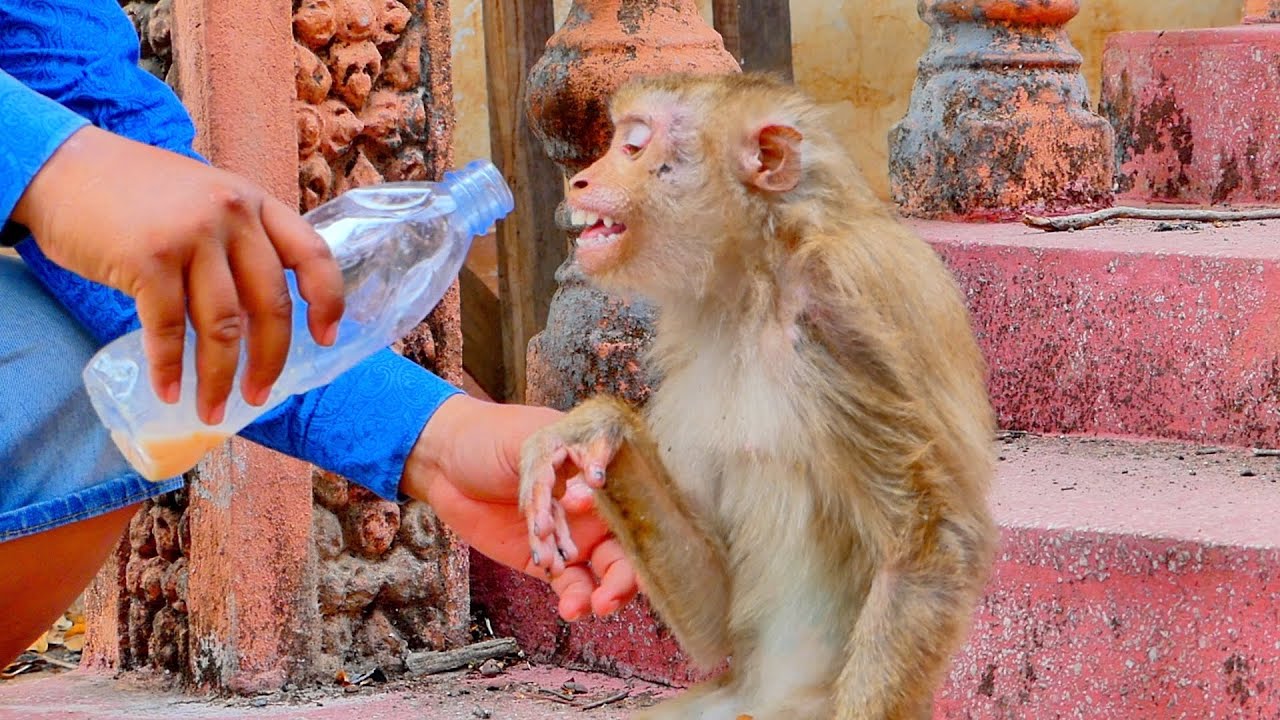 Big thanks..! Moka monkey is very happy when to see the humans give her ...