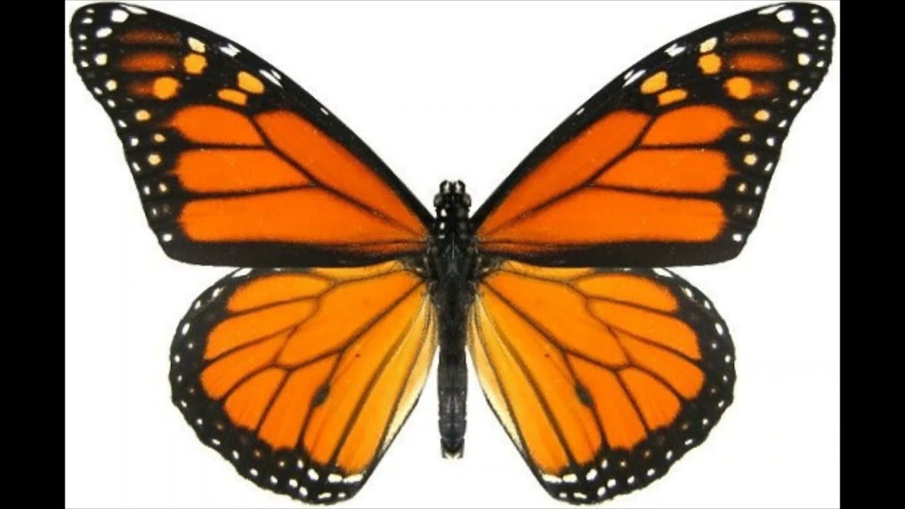 Vidéo du Grand Monarque - YouTube