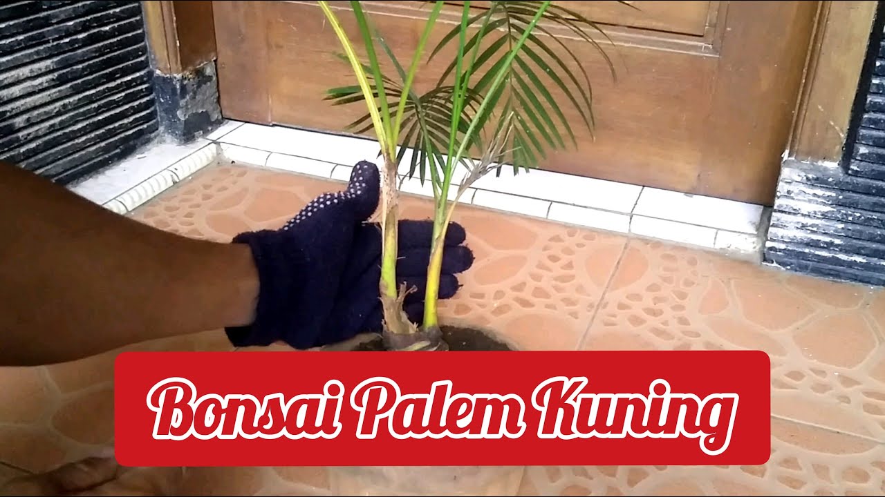 Cara Membuat Bonsai Palem Kuning Ada Bonggolnya - YouTube