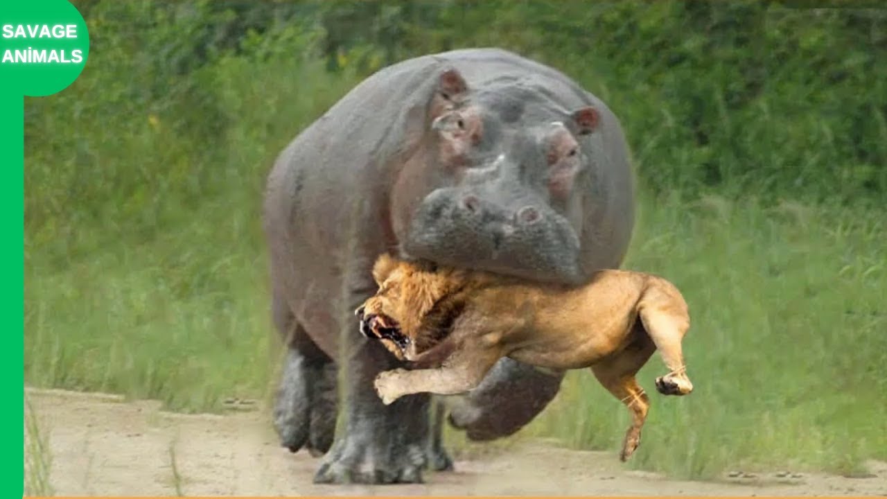 15 Animal Battles Ever Filmed - YouTube