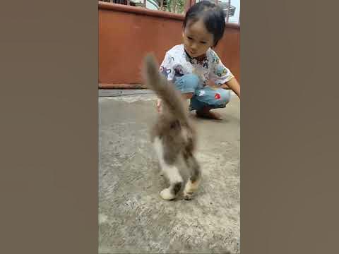 kucing merajuk #shorts - YouTube