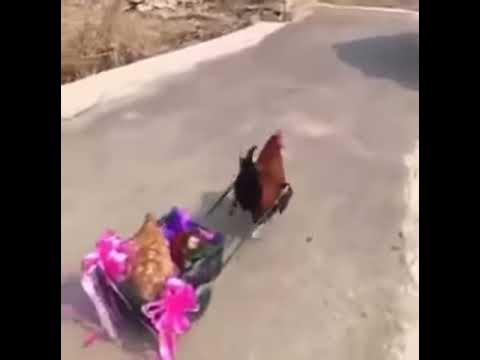 Аробакаши да бозор кургантепа - YouTube