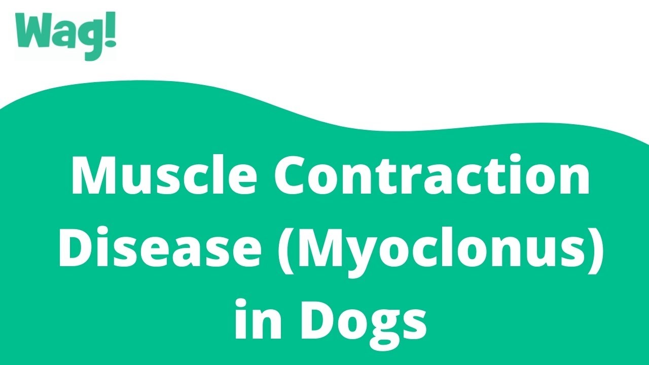 Muscle Contraction Disease (Myoclonus) in Dogs | Wag! - YouTube