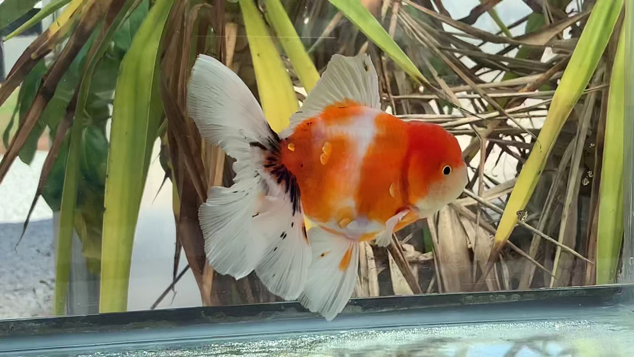 4289 male Sakura Oranda - YouTube
