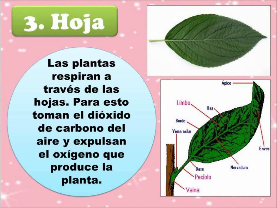 LA PLANTA Y SUS PARTES - YouTube