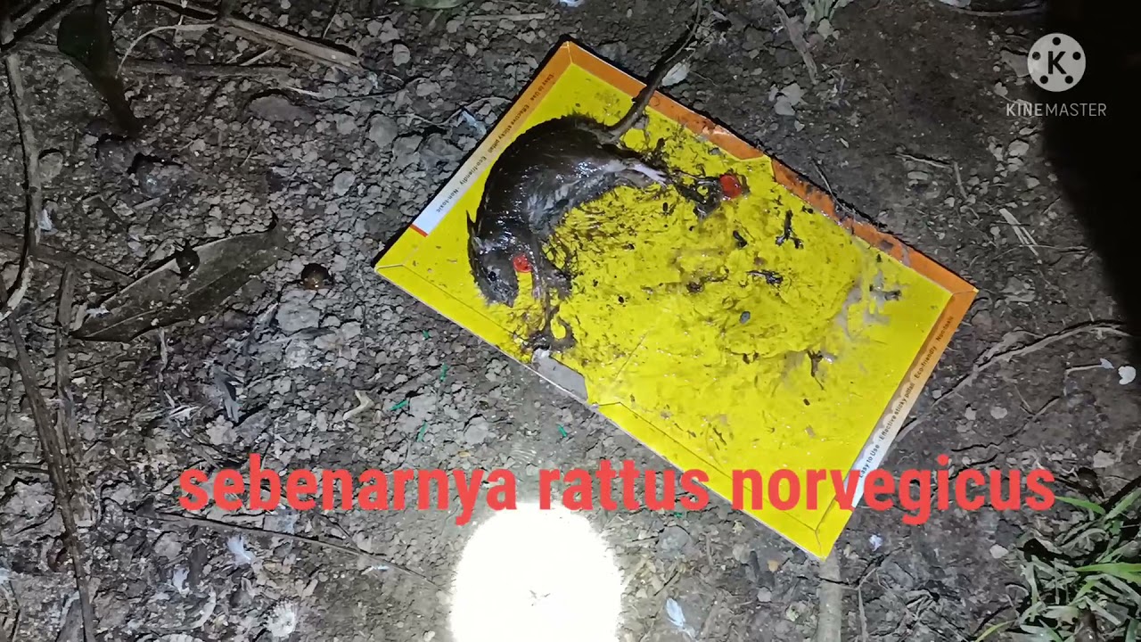 Gam tikus/ Gam Tikus/ Perekat Tikus / Pulut Tikus / Rat Glue - YouTube