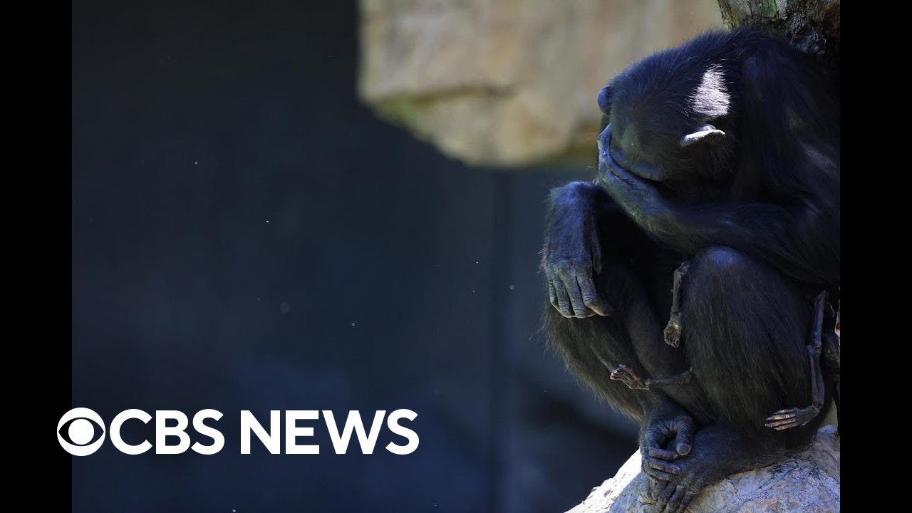 Chimpanzee holds her dead baby for months at zoo - YouTube