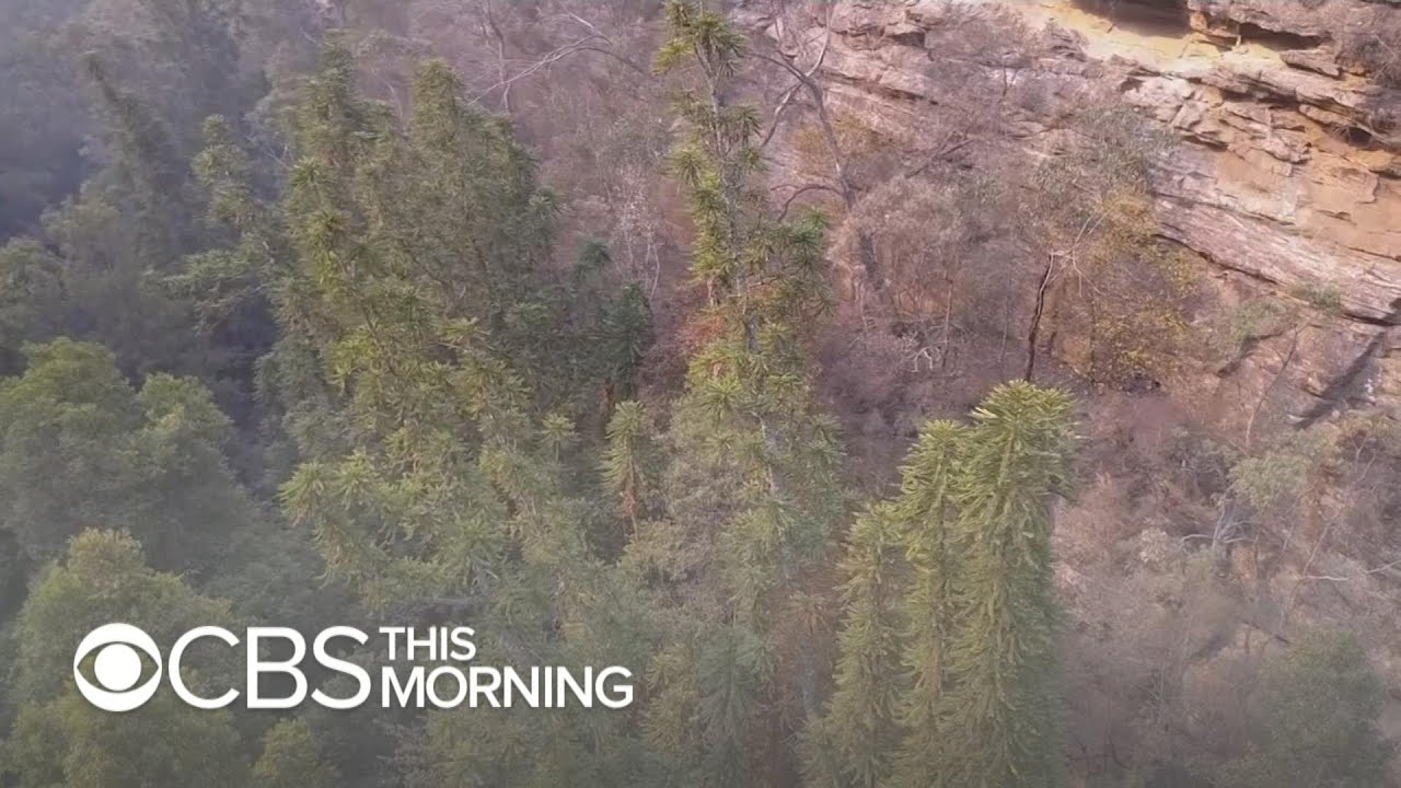 Secret mission saves rare prehistoric trees from Australia bushfires ...