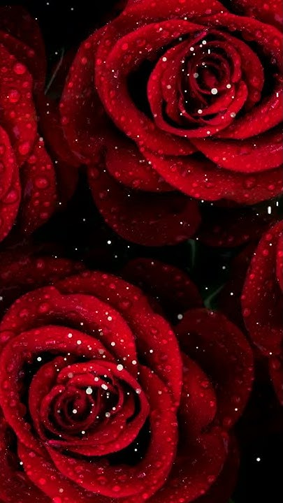 red roses Animated - YouTube