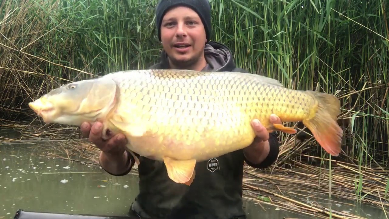 Lov kapra - TH Baits-River fishing 2x20+ 🔝🔝1.6.2020 - YouTube