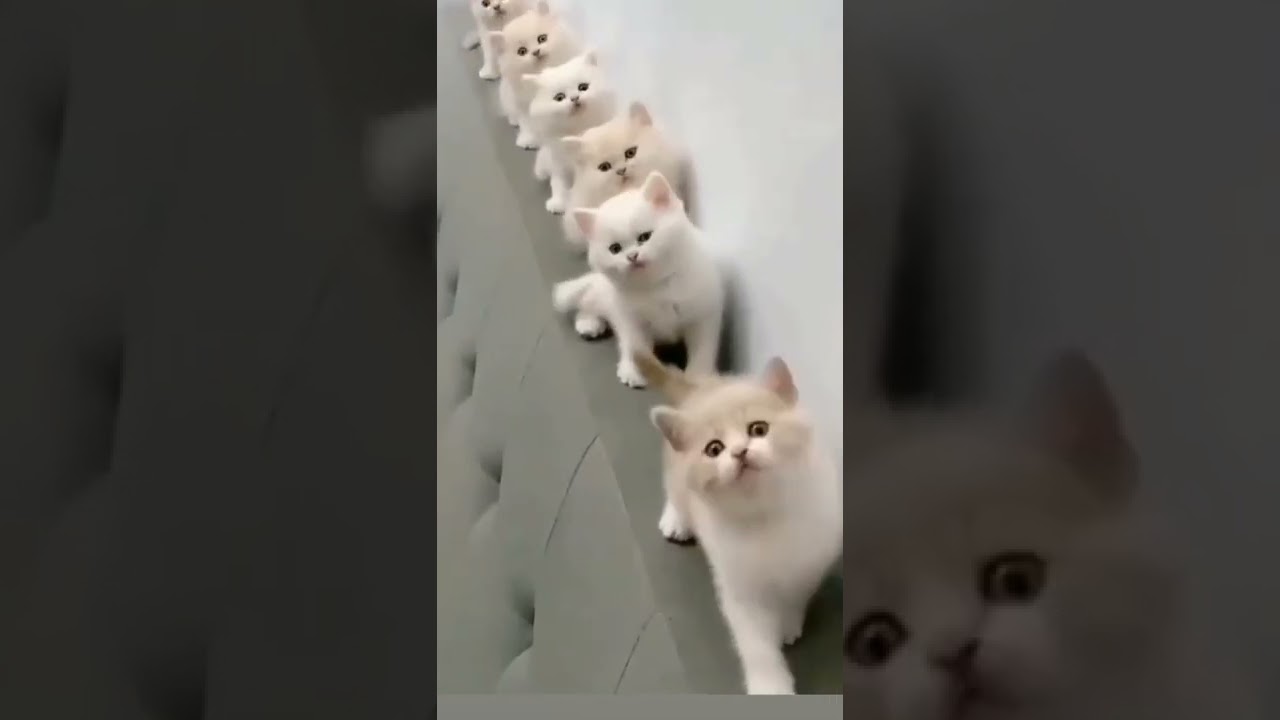 💞Cate😻 Cat Tik Tok Status Video ##### - YouTube