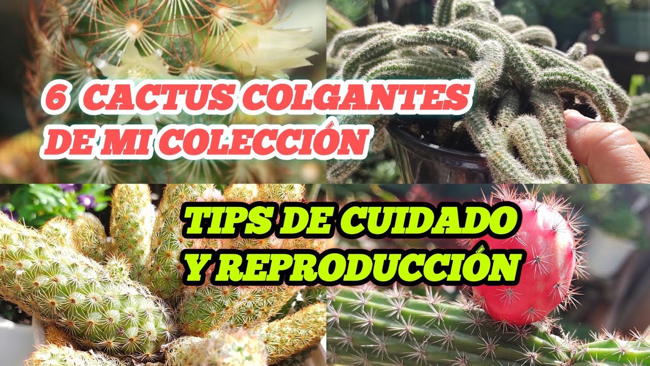 6 Cactus colgantes hermosos y fáciles de cuidar TIPS DE CUIDADO - YouTube