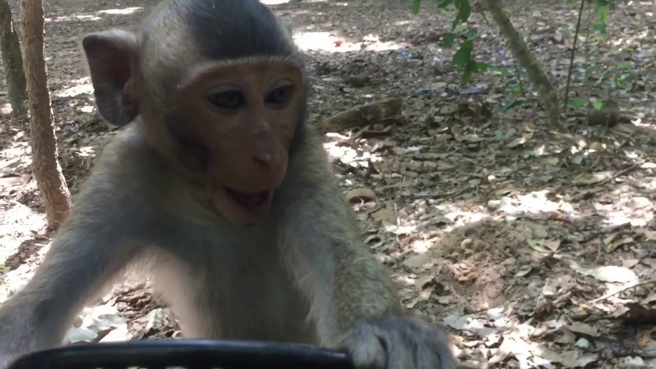 Milto monkey!first video of Milto for June . # 03 June 2019 - YouTube