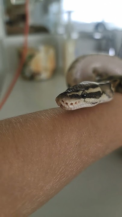 ball python the most cutest snake in the world - YouTube