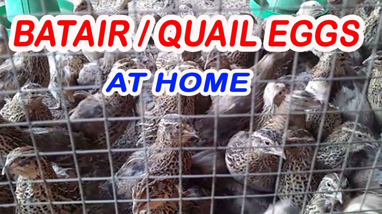 Quail giving eggs at home | Quail farming in Pakistan | Quail/Batair ...