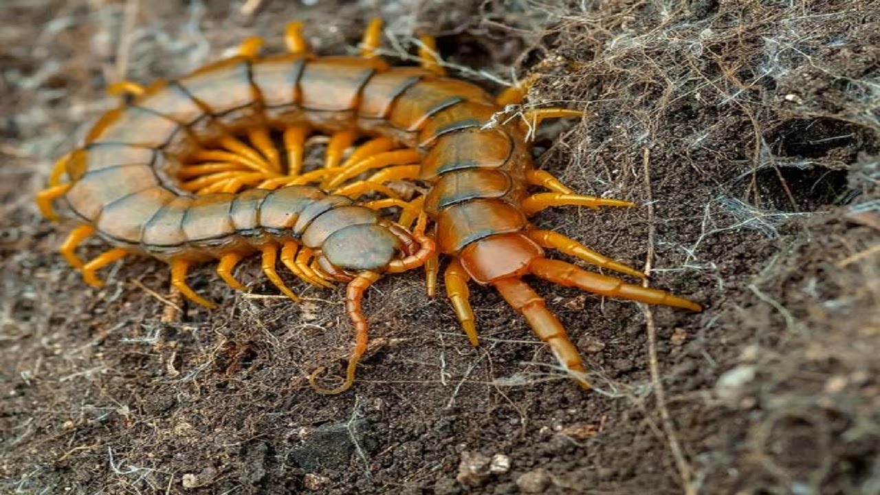 Discovery - Molting Process of a Centipede - YouTube