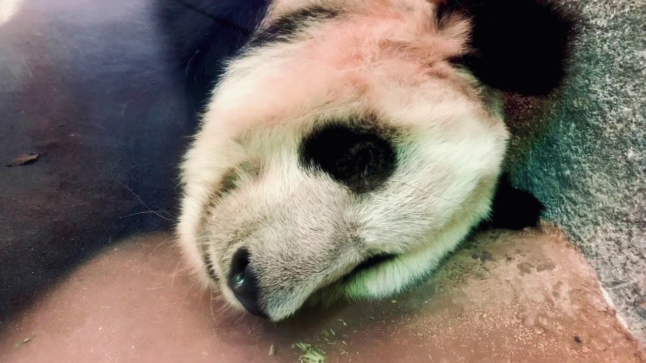 YaYa The Panda Relaxing At The Memphis Zoo 🐼 - YouTube