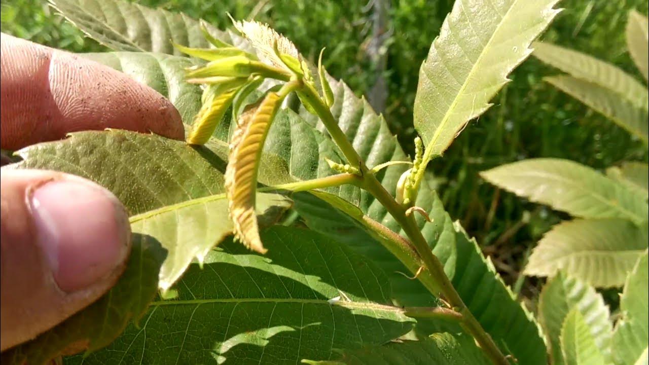 Каштан благородный(съедобный) - YouTube