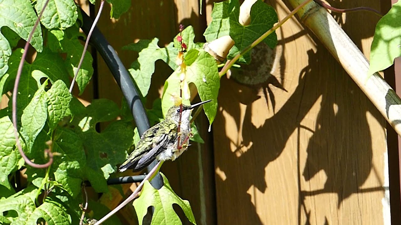 Hummingbird vs Bee - YouTube