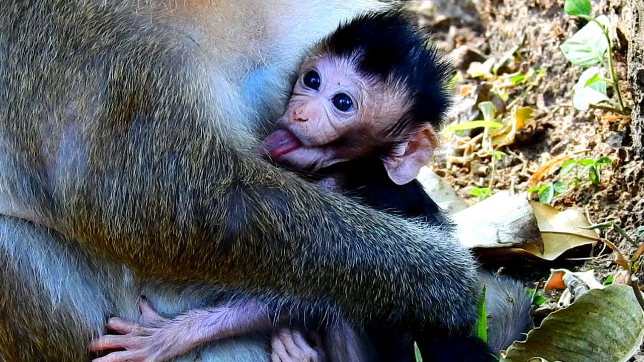 Just born! Newborn baby monkey pulling the milk so long from mom Daisy ...