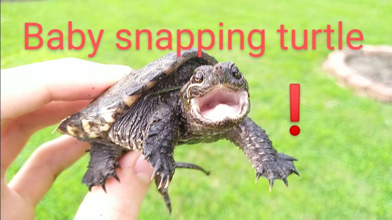 Aggressive baby snapping turtle tries to bite the camera! - YouTube