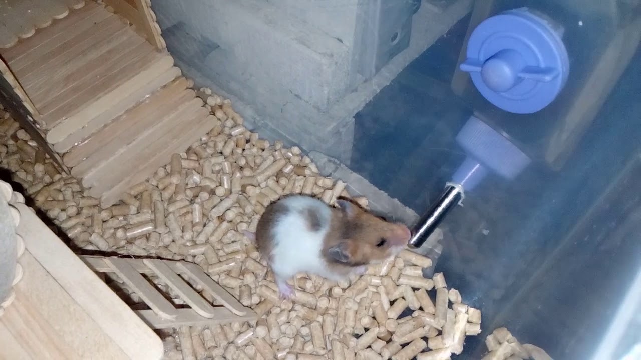 Mi Hamster Queen 👑 - YouTube