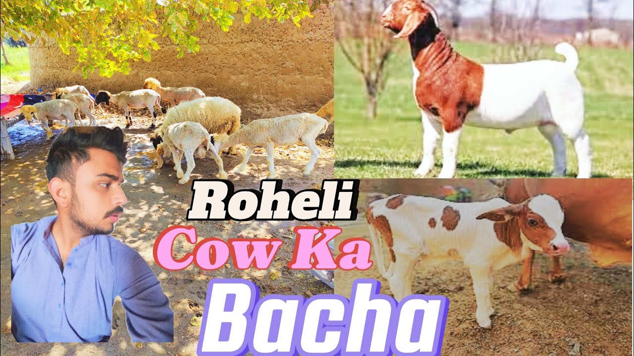 Roheli Cow Ka Bacha 😍😍 | Mazdoor Or Gongay Ki Ldai Hugyii 😱😱 # ...