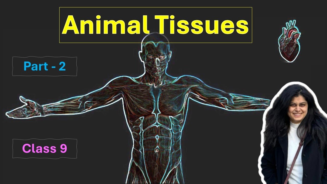 Animal Tissues : Part-2 | Tissues | Class 9 | Best Explainer with ...