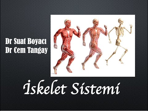 Kas İskelet Sistemi