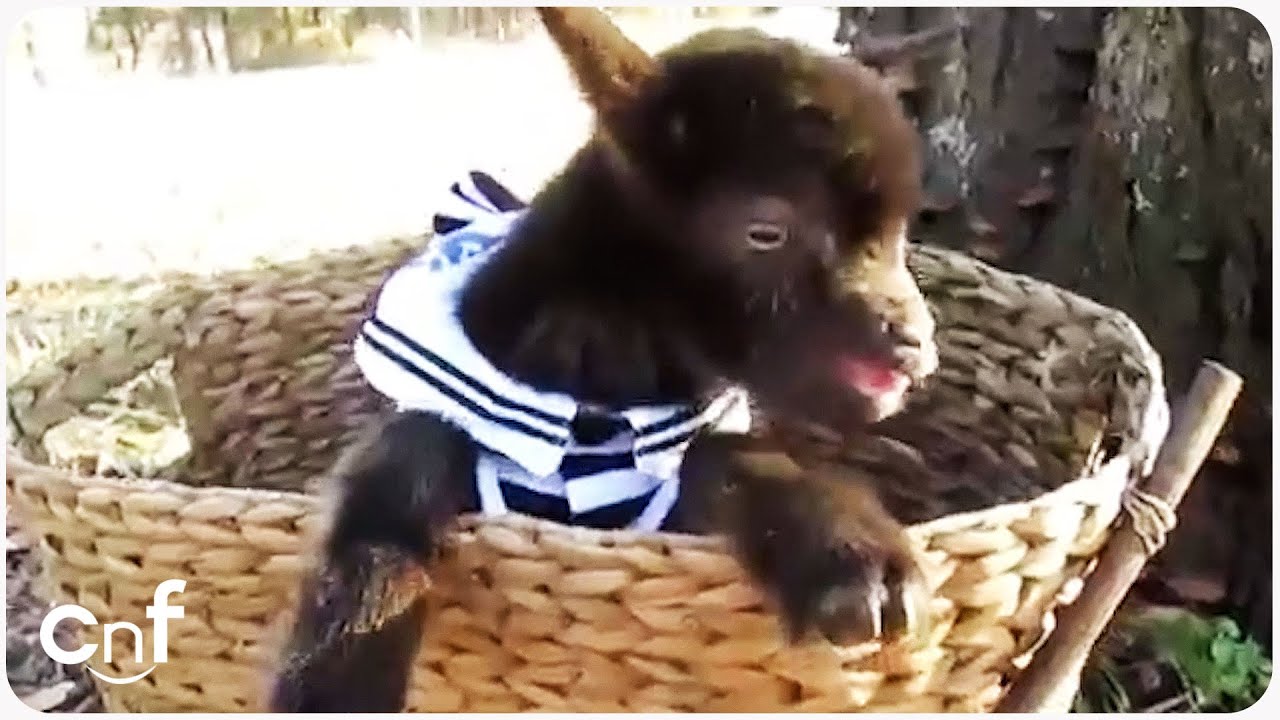 Adorable Baby Goat Hangs Out In a Basket - YouTube