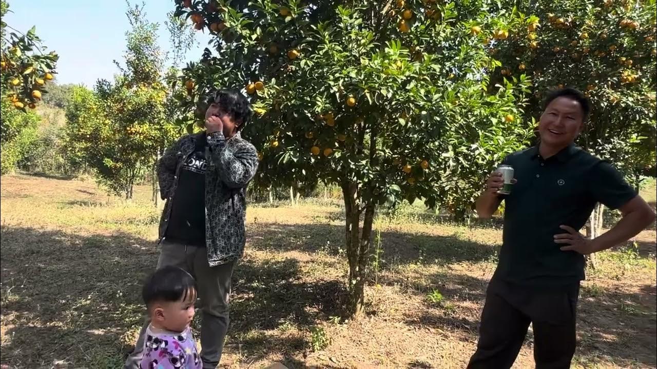 Hnub no dab lauj nkawv coj peb mus noj txiv mai kiab🥰🥰 - YouTube