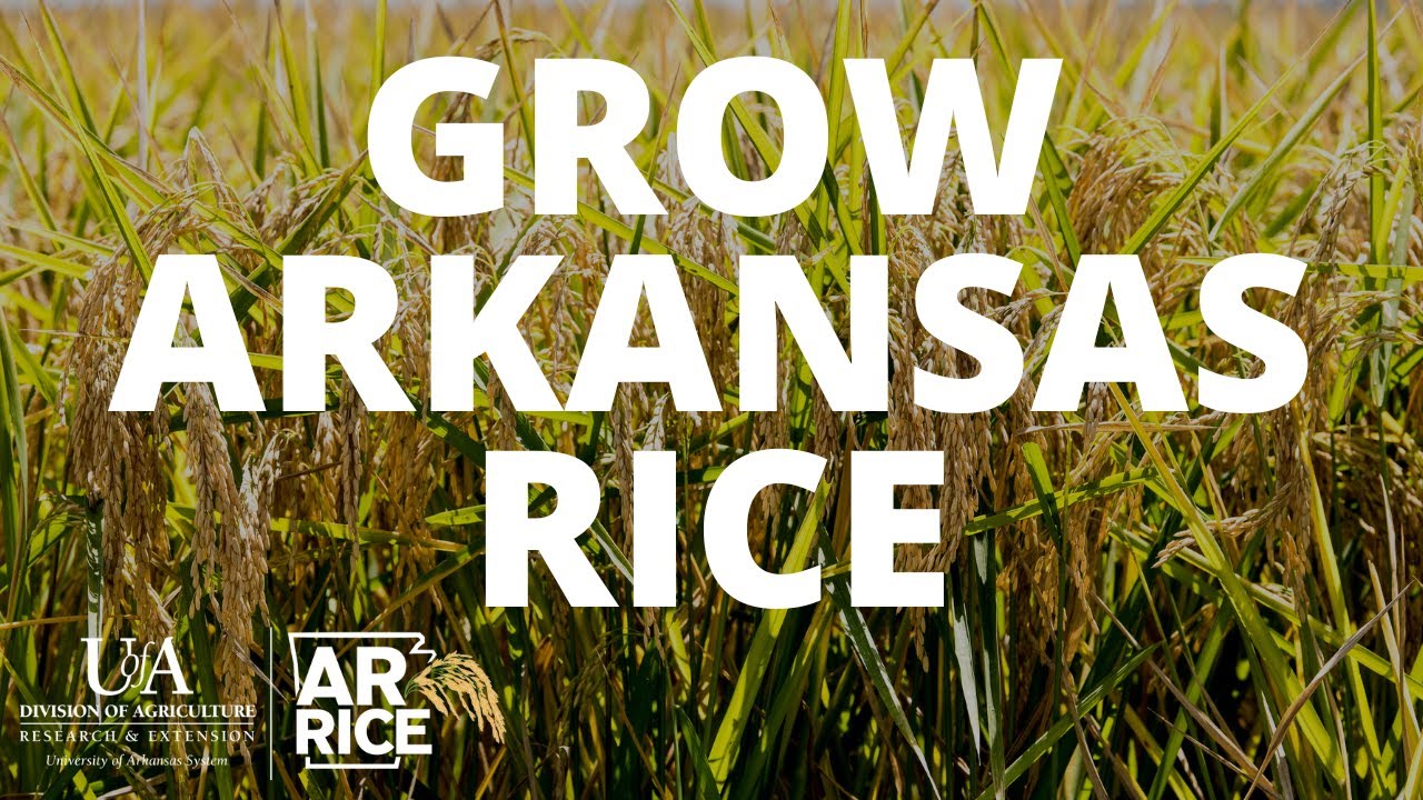 Grow Arkansas Rice: For Arkansas, By Arkansas - YouTube