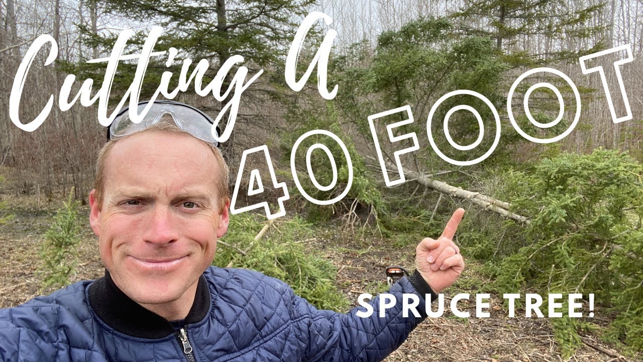 Cutting Down A 40 Foot Spruce Tree For The Forest Road - No.33 - YouTube