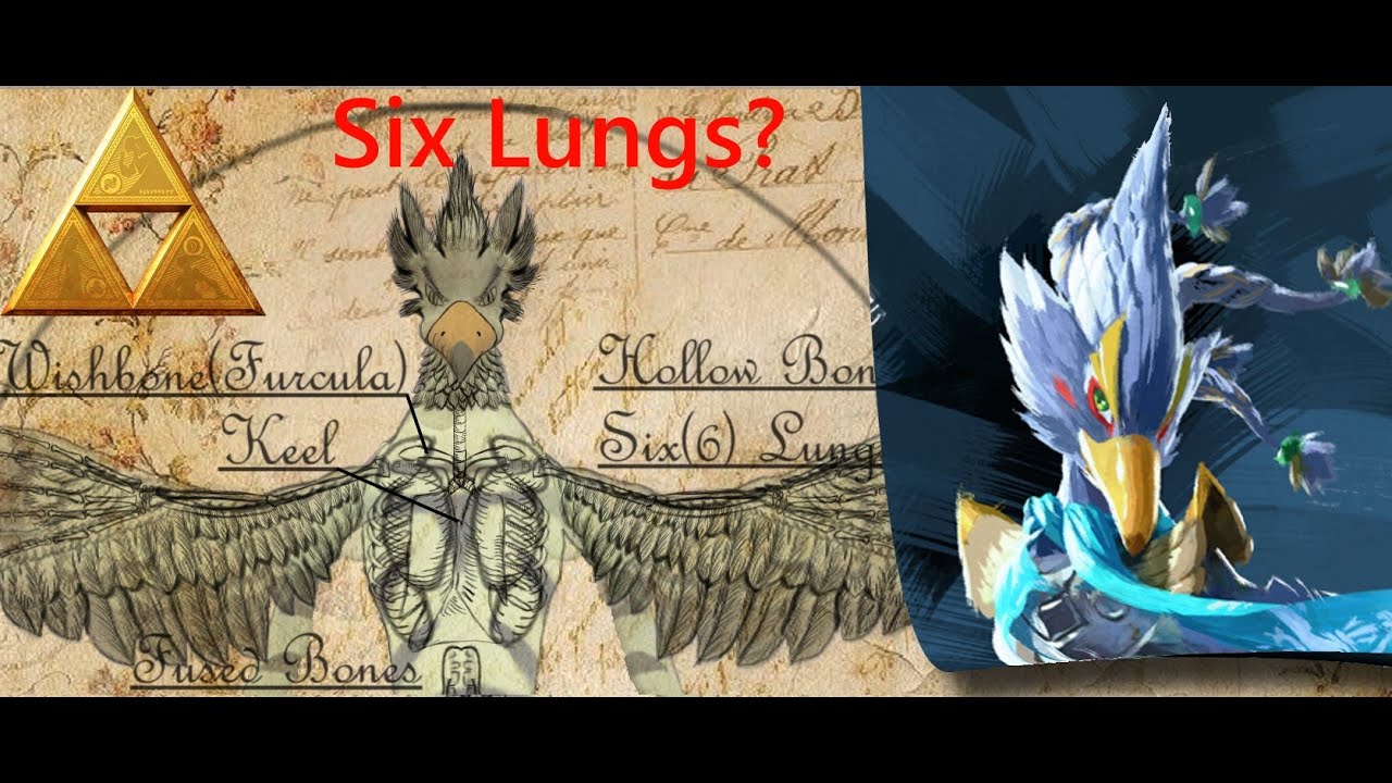 Rito Anatomy is Weird | Timelapse | Commentary - YouTube