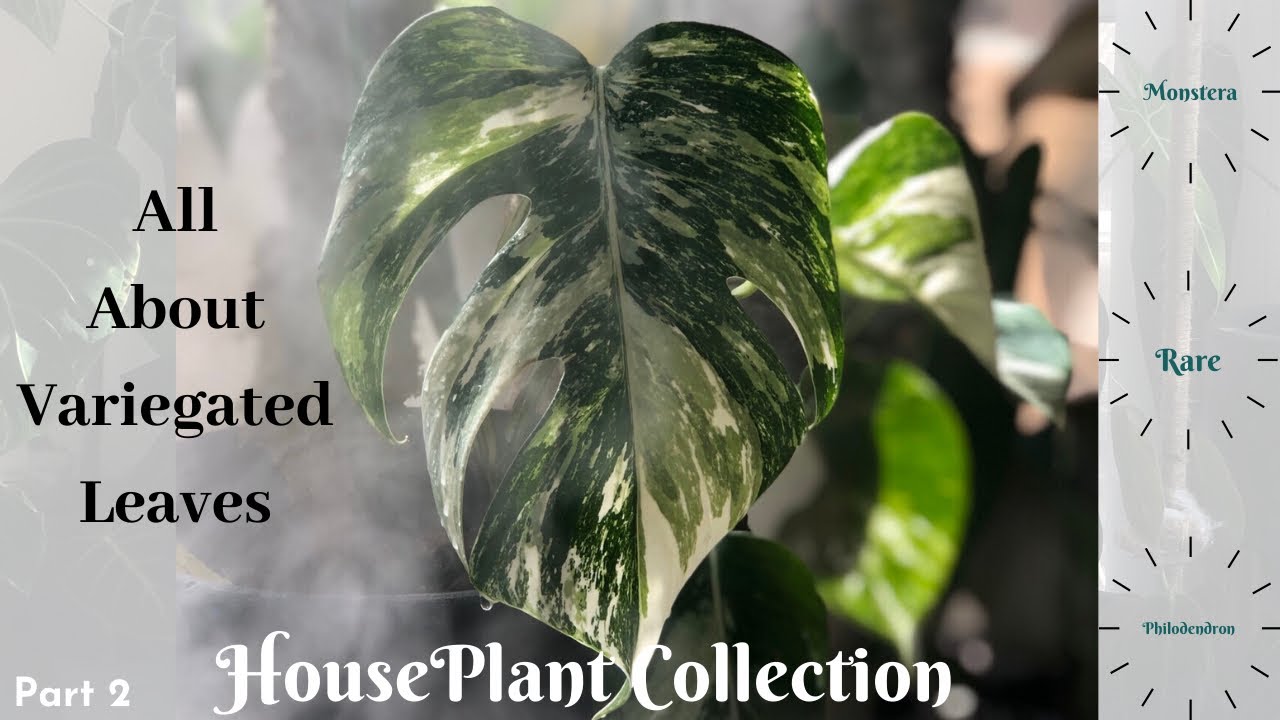 Variegated Houseplant Collection | Rare Tropical Plants | Houseplant ...