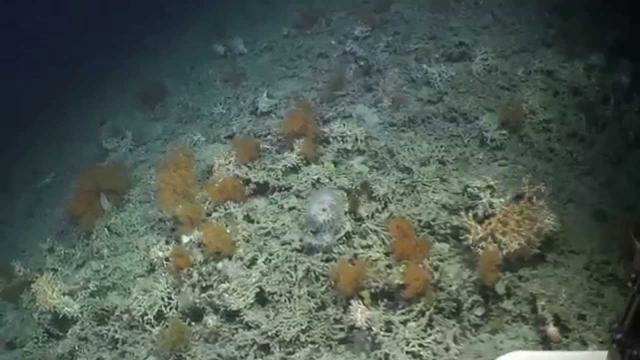 First footage of new Irish deepwater coral reefs - YouTube