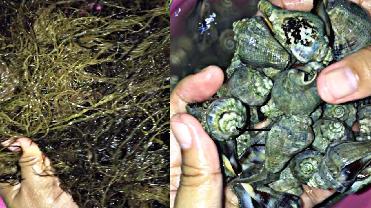 COOKING ALAN ALAN SHELL AND SEAWEEDS - YouTube