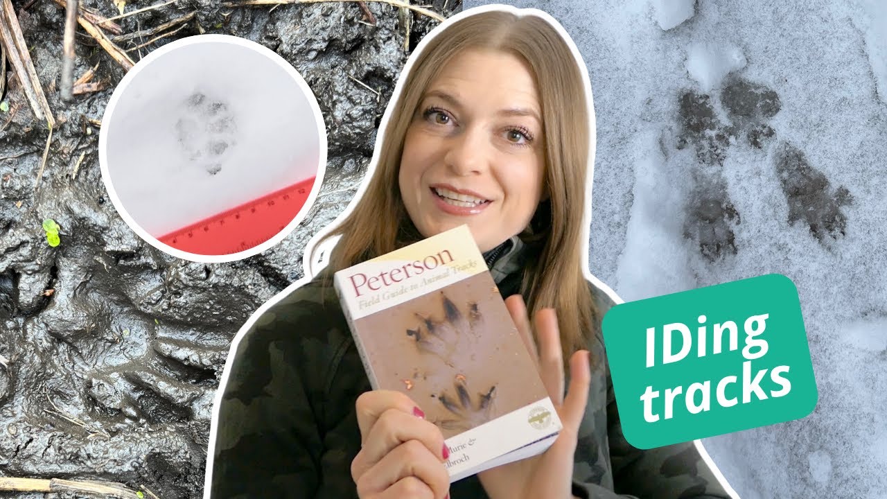 Identifying Animals from Tracks | Wildlife Biology for Kids Club - YouTube