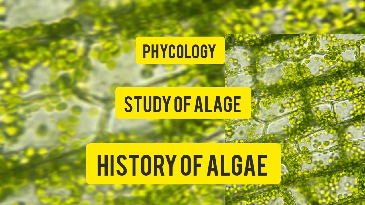History of alage -phycology #kumaununiversity #msc #ssj#bsc #algae # ...