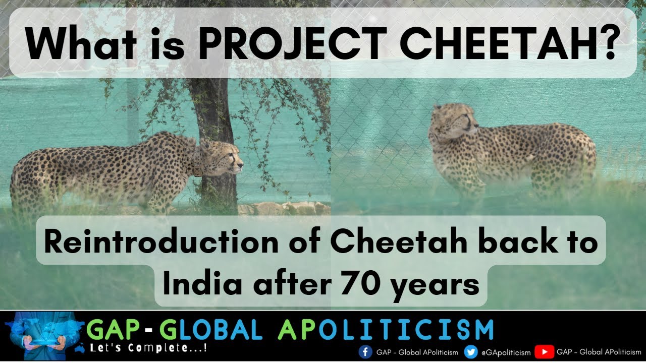 What is Project Cheetah? Reintroduction of Cheetah after 70 years # ...
