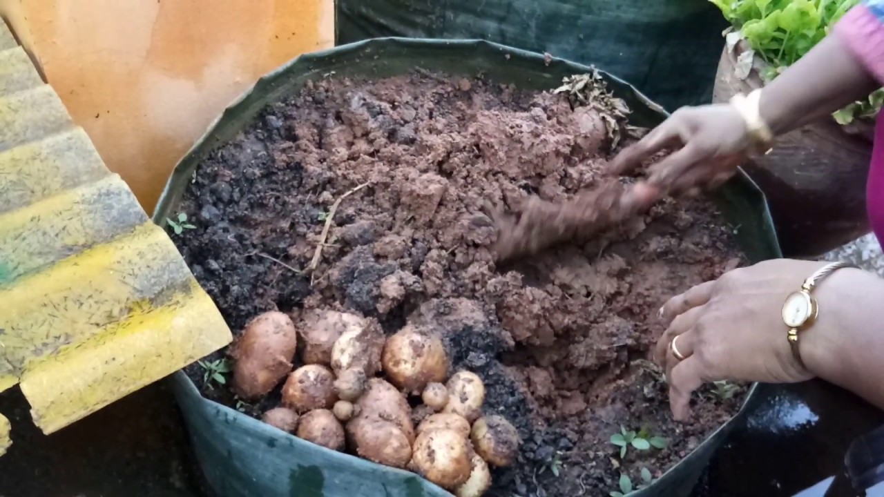 Potatoes harvested in our terrace garden - YouTube