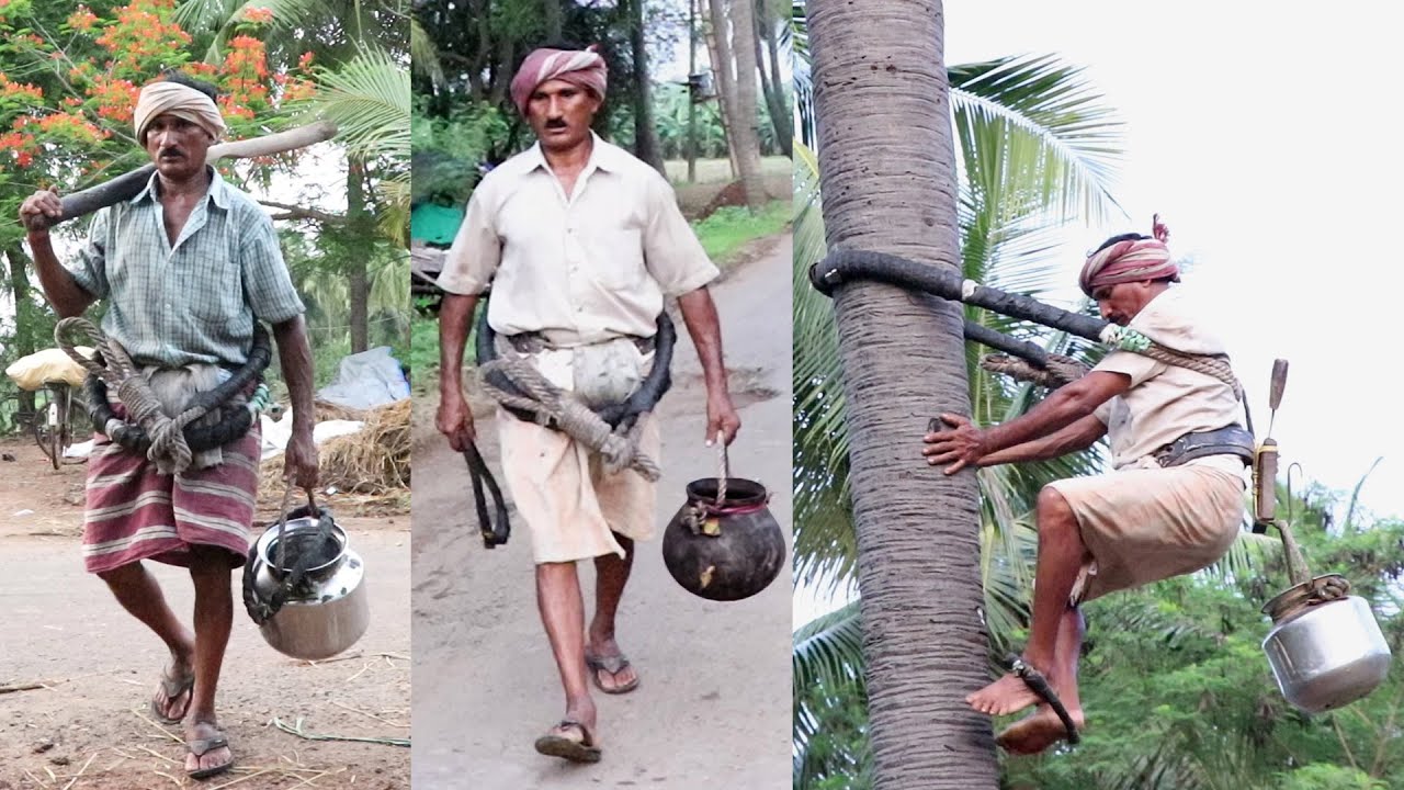 Toddy Palm Juice Collecting | Asian Palmyra Palm Wine | Toddy Palmyra ...