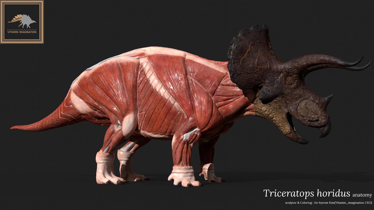 Triceratops horidus anatomy 트리케라톱스 호리두스 해부도 - YouTube