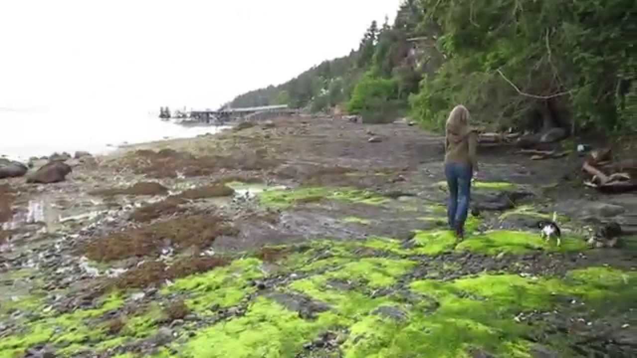 Vesuvius Beach on Salt Spring Island - YouTube