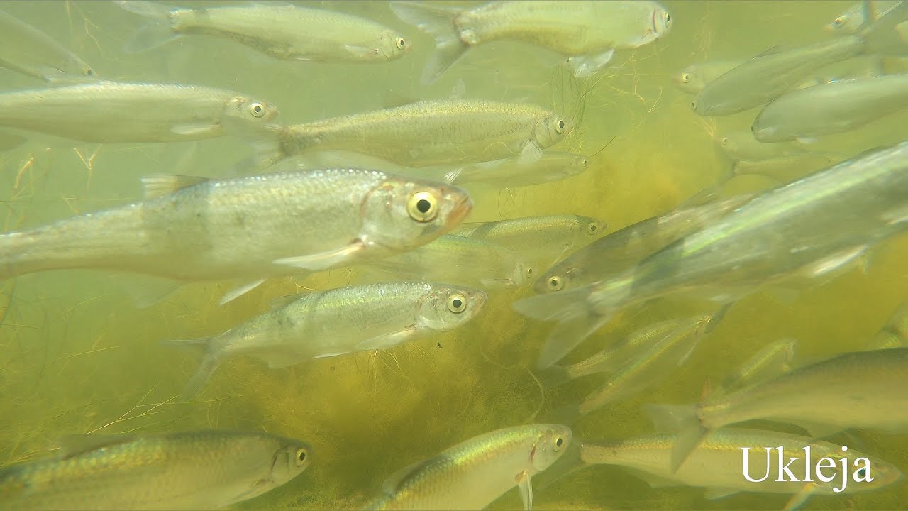 Ukleje z jeziora. Bleak in the lake - YouTube