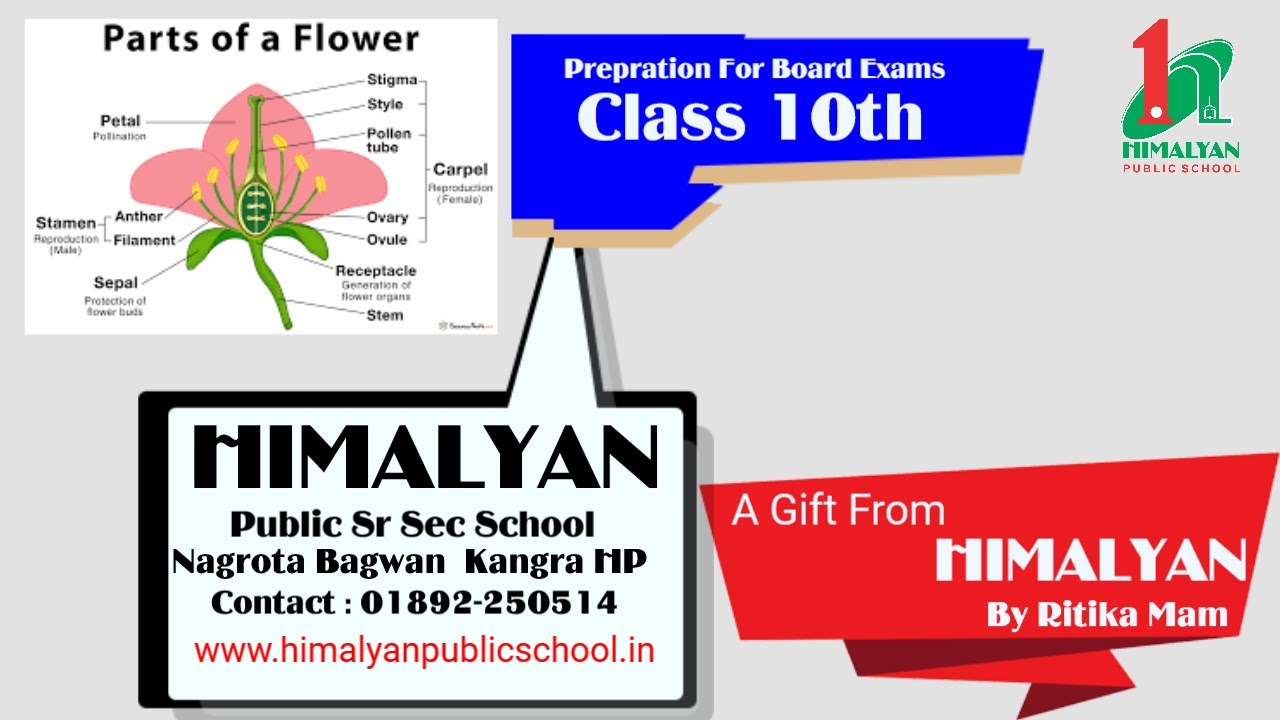 Essential And Non Essential Parts Of Flower and Double fertilization ...