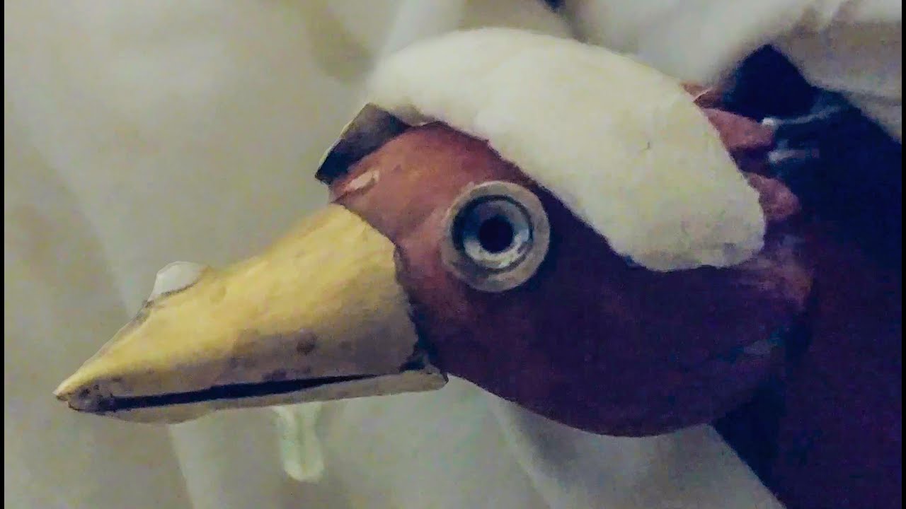 Dabchick ~35~ Bird flu - YouTube