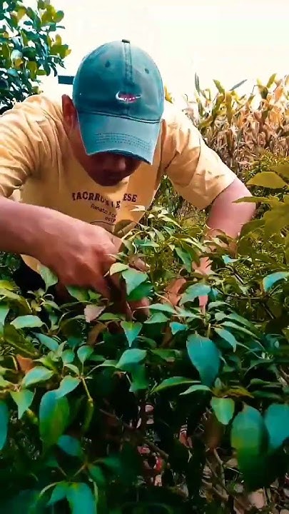 mag harvest tayo ng sili. #shorts - YouTube