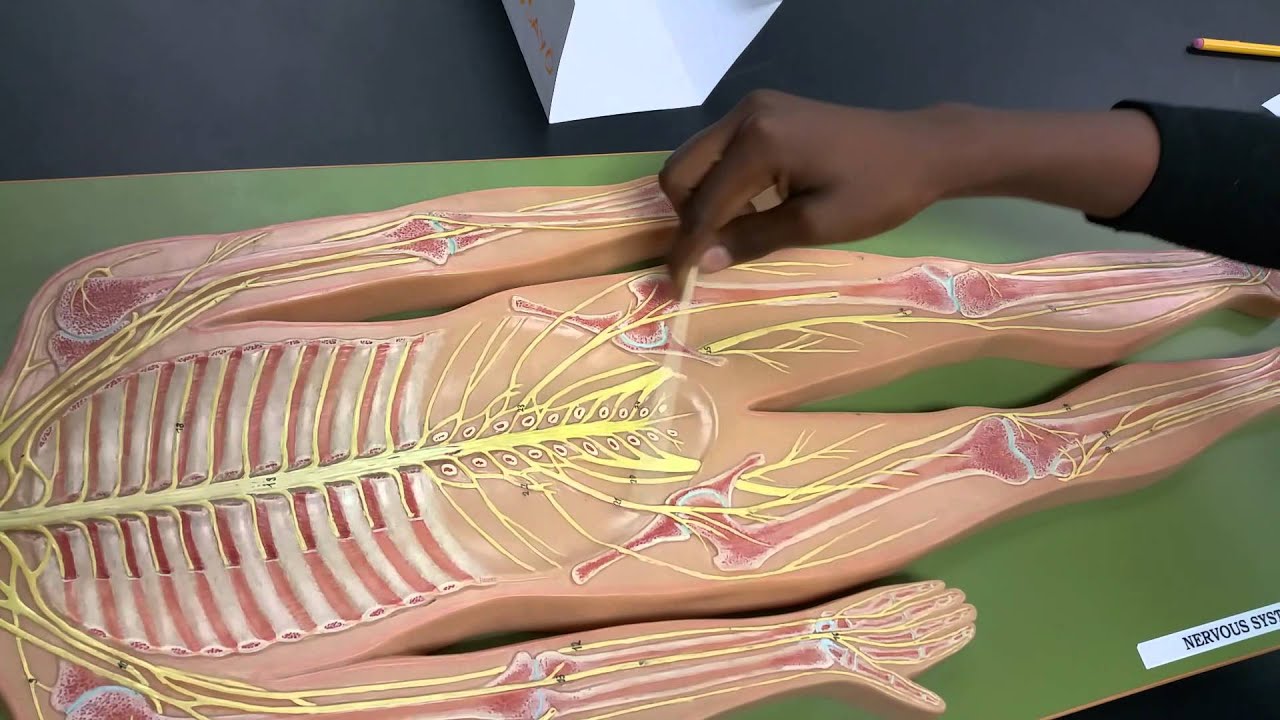 Flat Man: Plexuses and Human Nerves - YouTube