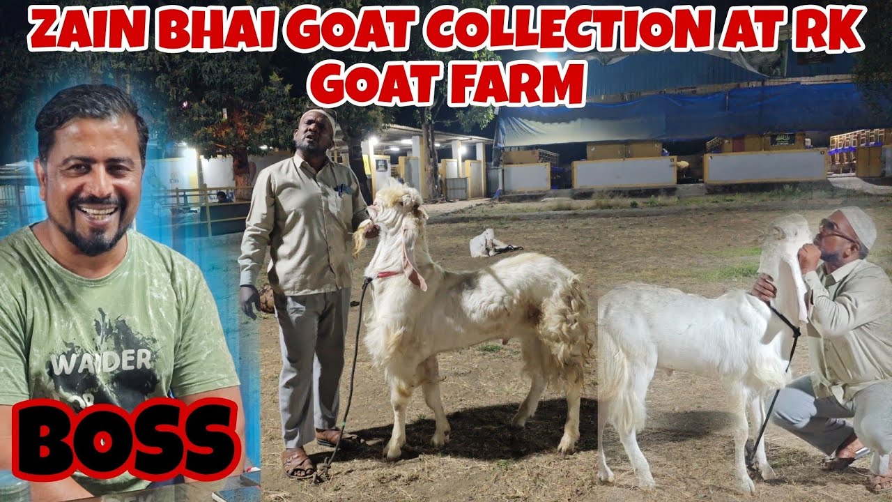 ZAIN BHAI MIRA ROAD GOAT COLLECTION AT RK GOAT FARM QURBANI 2025 ...